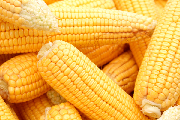 Current status of sweet corn cultivation in France